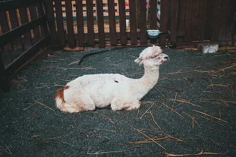 Eperythrozoonosis, From the Archives – Memoirs of a Country Vet