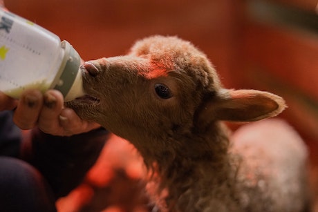 A Chilly Birth – Memoirs of a Country Vet